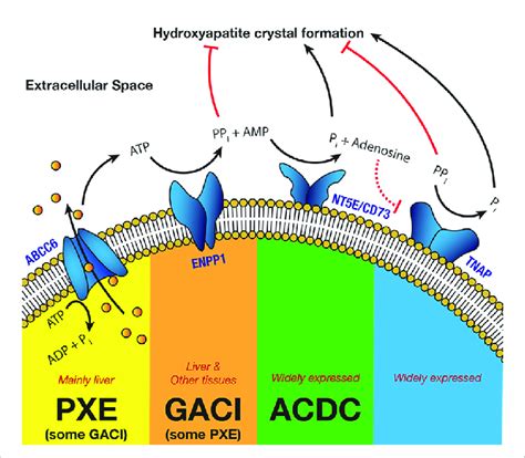 The Enzymatic Cascade Of Pyrophosphate Metabolism Schematic Download Scientific Diagram