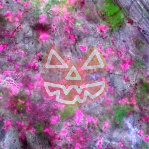 Discover Echo Inc On Linkedin Pumpkin Under The Revolution Microscope