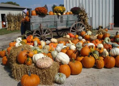 From The Land Of Kansas Schaakes Pumpkin Patch