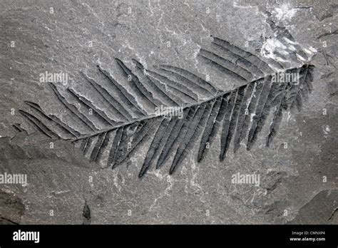 Pteridospermatophyta