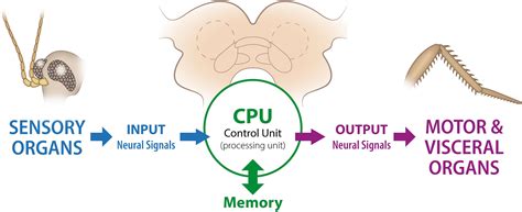 Frontiers Of Circuits And Brains The Origin And Diversification Of Neural Architectures