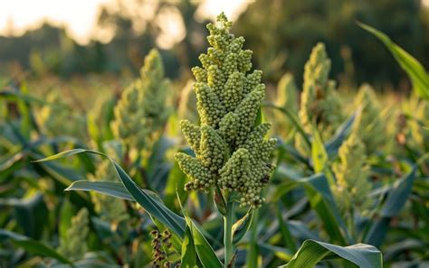 Premium Photo The Green Sorghum Is Growing In The Field