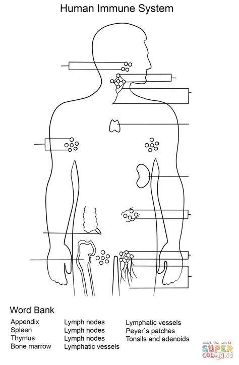 Unlabeled Printable Lymphatic System Diagram