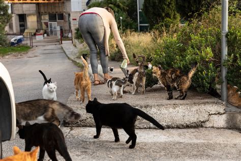 14 Cat Overpopulation Statistics 2025 Update Catster