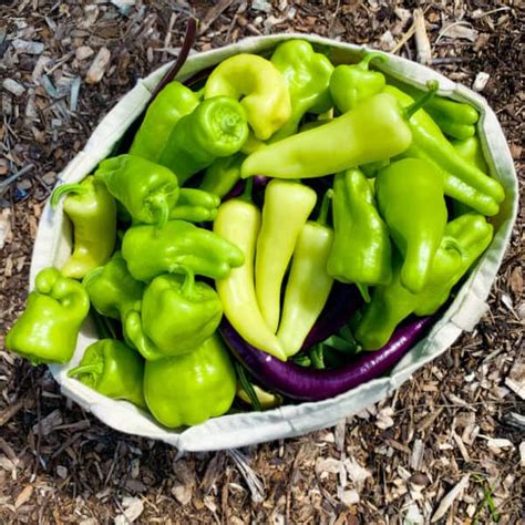 Pickled Pepperoncini Peppers The Daring Gourmet