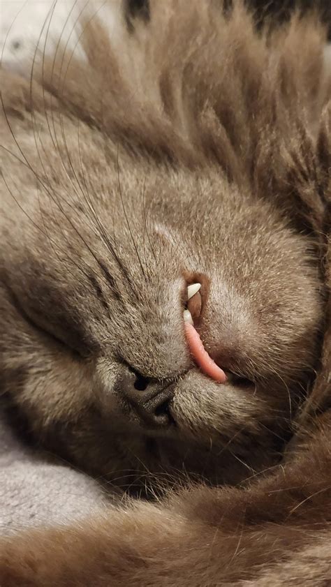 Luna The Sleeping Blep Rblep