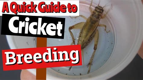 Raising Crickets For Lizards At Esteban Roder Blog