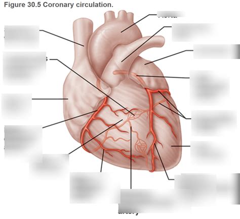 Heart Labeling 7 Diagram Quizlet