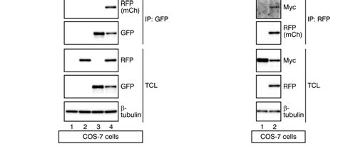 Interactions Between Dctn1 And Tdp 43 Ab Schematic Diagrams Of