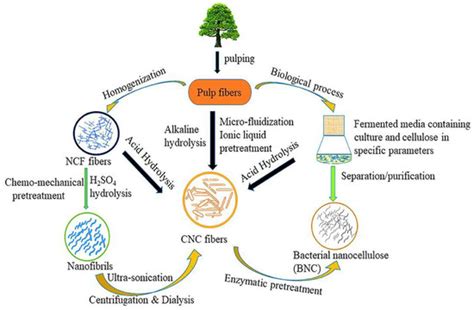 Synthesis Of Cellulose Nanocrystals Encyclopedia Mdpi