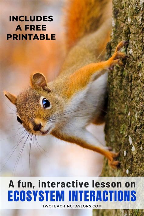 How To Teach Ecosystem Interactions With A Fun Hands On Lesson