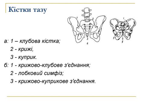 Жіночий таз Плід як обєкт родів Акушерська термінологія презентация онлайн