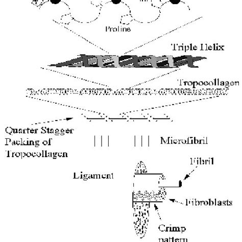 Schematic Illustration Depicting The Hierarchical Structure Of Collagen Download Scientific