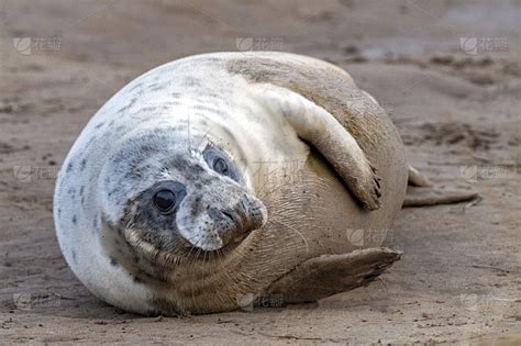 在英国海滩上休息的灰海豹小狗