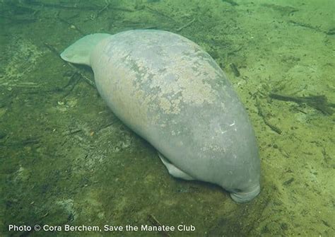 Rocket Save The Manatee Club