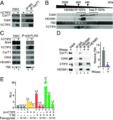 Ctip2 Is Associated With The Inactive P Tefb Complex A Hek293t Cells Download Scientific