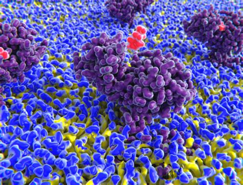 Difference Between Type 1 Hypersensitivity And Type 4 Hypersensitivity Difference Between