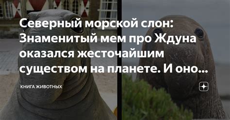 Северный морской слон Знаменитый мем про Ждуна оказался жесточайшим существом на планете И оно