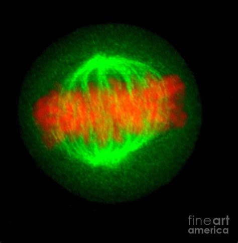 Human Cell In Metaphase Photograph By Dr Matthew Daniels Science Photo