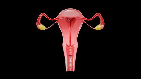Infundibulum Female Reproductive System