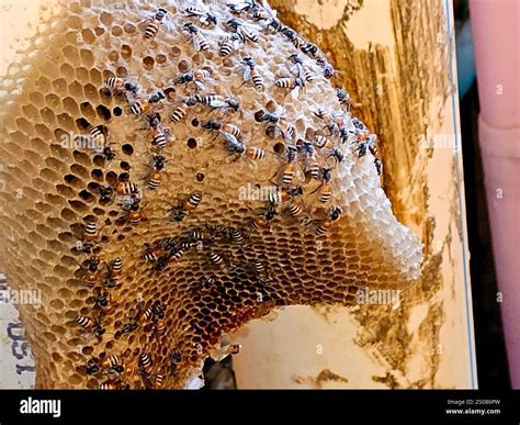Small Wild Honey Bees Nest Colony Bees Are Winged Insects Closely Related To Wasps And Ants