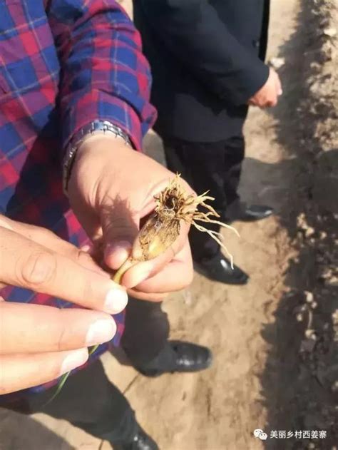 植保專家走進田間地頭解疑答惑，生態西姜初現雛形 每日頭條