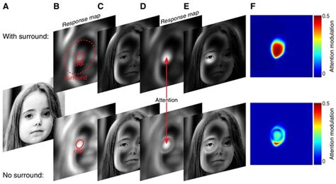 Figures And Data In Attention Operates Uniformly Throughout The