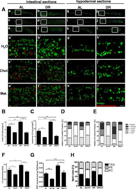 Choline And Methionine Supplementation Abrogates The Enlargement Of Download Scientific Diagram