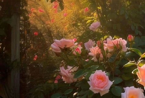 Bsd X Reader On Tumblr