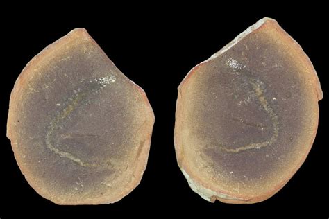 Worm Fossils For Sale