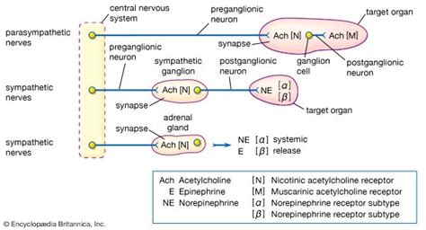 Preganglionic Neuron Anatomy Britannica