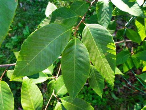 Beech Tree Nuts 13 Species Butter N Thyme