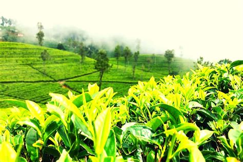 Tea Plantations In Sri Lanka The 7 Best Tea Factory Tours
