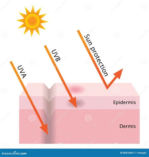Uv Penetration And Sun Protection Stock Vector Illustration Of Health