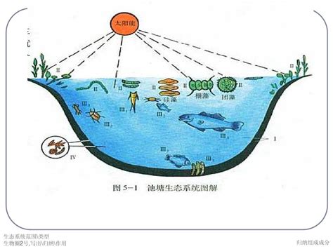 生态系统的结构1 Word文档在线阅读与下载 无忧文档
