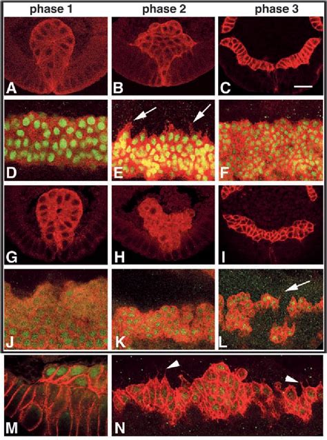 Mesodermal Cell Migration Semantic Scholar