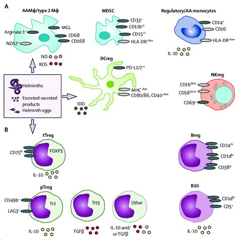 Helminth Induced Regulatory Cell Network Helminths Or Their Excreted Or