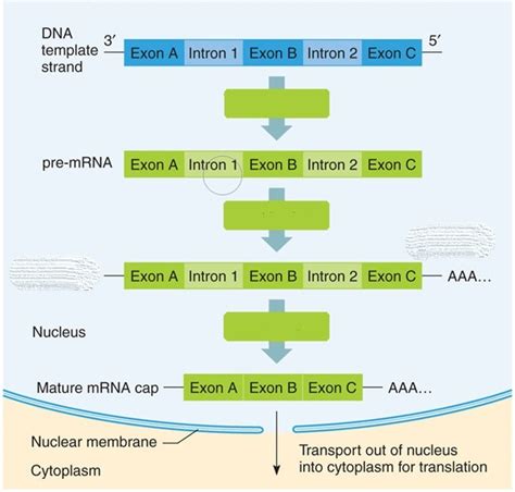 Human Genetics 3 3 Quizlet Rna Processing Summary Diagram Diagram Quizlet