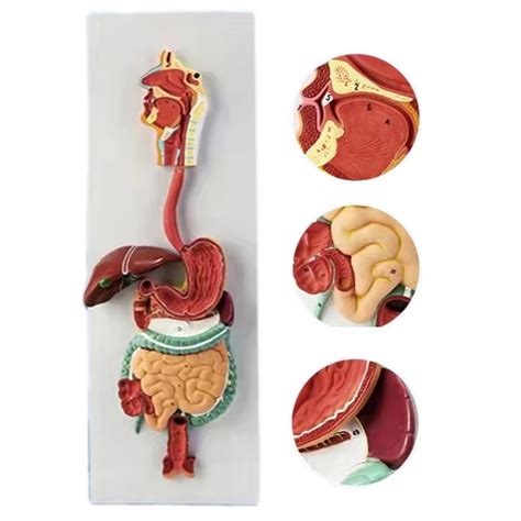 Human Digestive System Model Uk