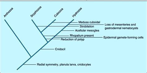 Anthozoa Scyphozoa Cubozoa Hydrozoa Medusa Cuboidal Strobilation