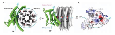 Proton Translocation In ATP Synthase A Proton Path Blue Arrow Download Scientific