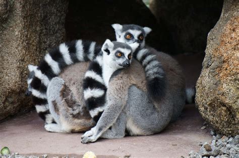 Download Ringtailed Lemurs Cuddling Melbourne Zoo Wallpaper