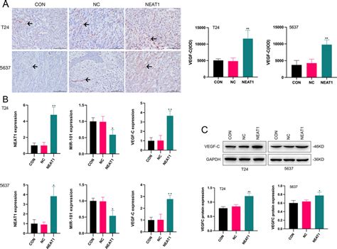The Expression Of Neat1 Mir 101 And Vegf C In An Orthotopic Bladder Download Scientific