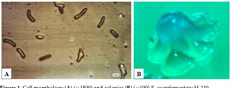 Figure 1 From Bacterial Cellulose Based Polymer Nanocomposites A