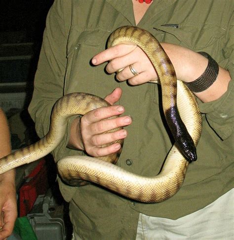 Species Profile—aspidites Melanocephalus Black Headed Python