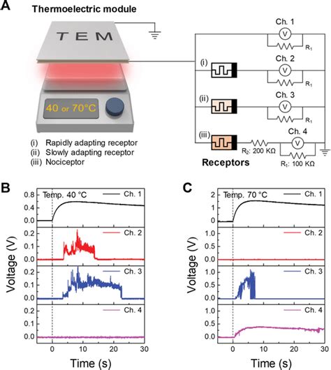 artificial thermoreceptor using diffusive memristors a schematic