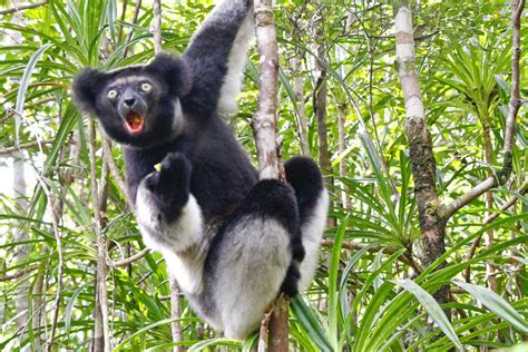 Indri
