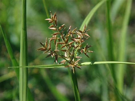 ミズガヤツリ野草と一休み
