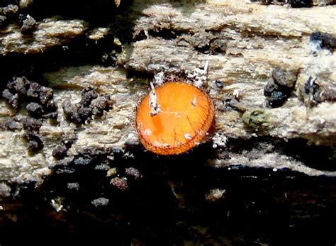 Scutellinia Scutellata At Indiana Mushrooms