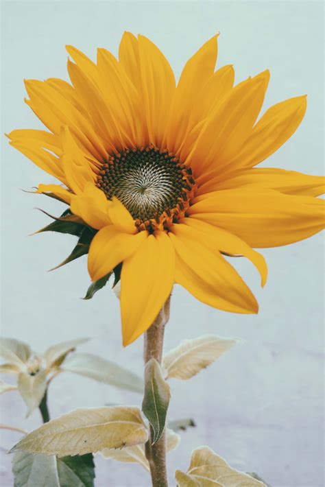 Download Yellow Sunflower Aesthetic Wallpaper